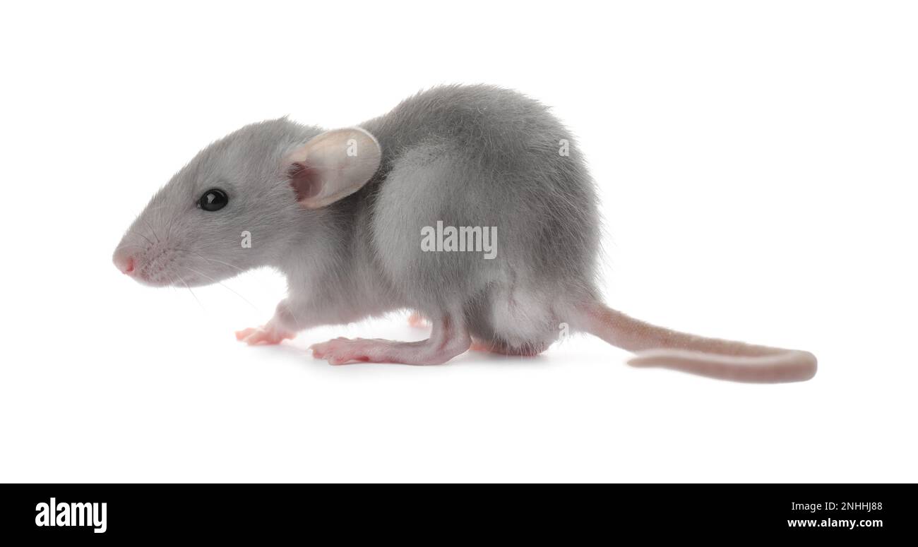 Small fluffy grey rat on white background Stock Photo - Alamy
