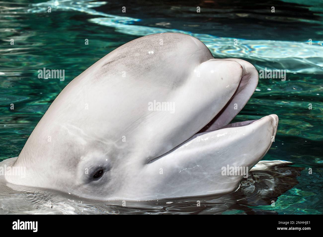 beluga whale close-up shaking head side to side at surface (Captive ...