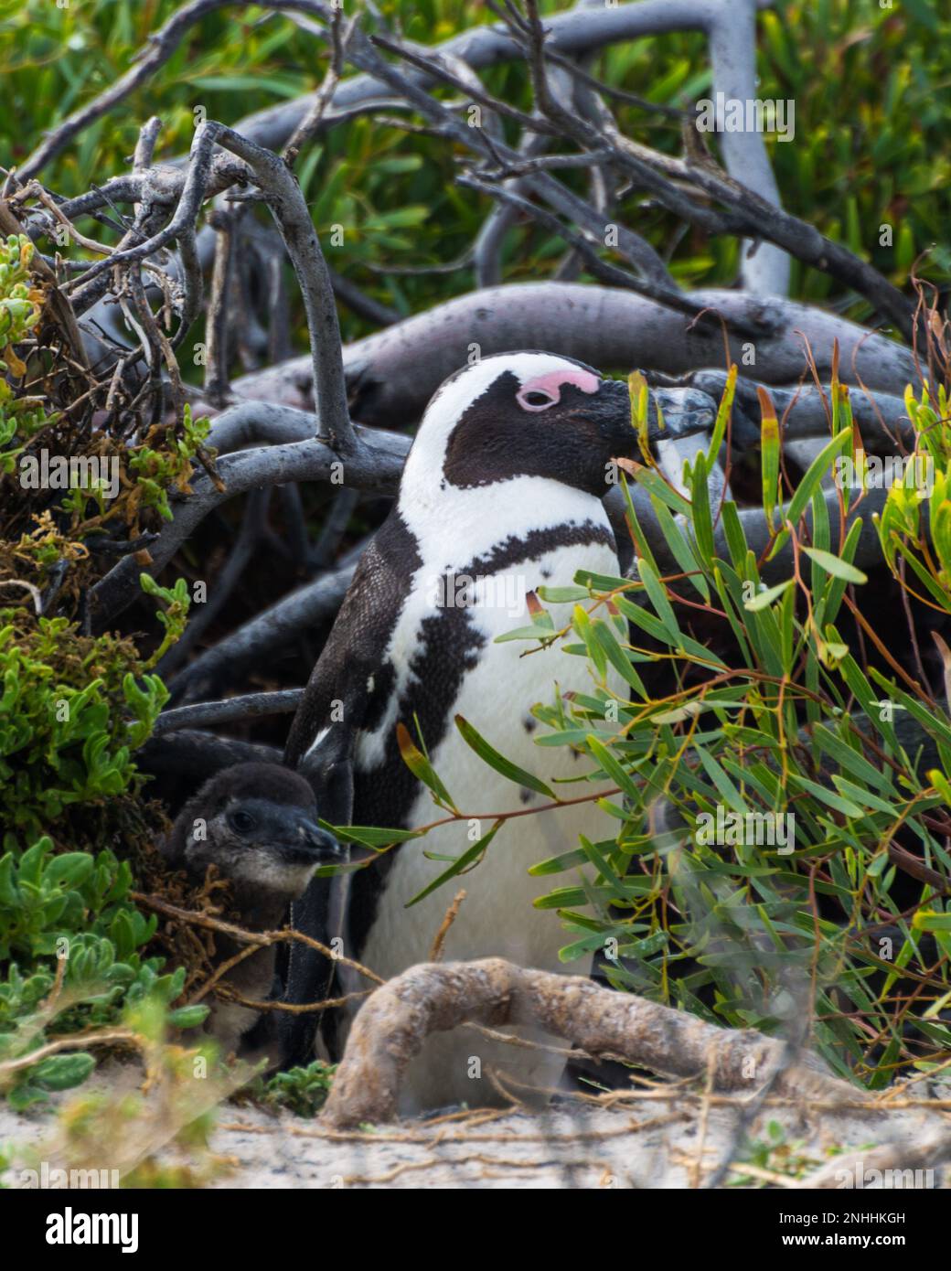 Khoisan african hi-res stock photography and images - Alamy