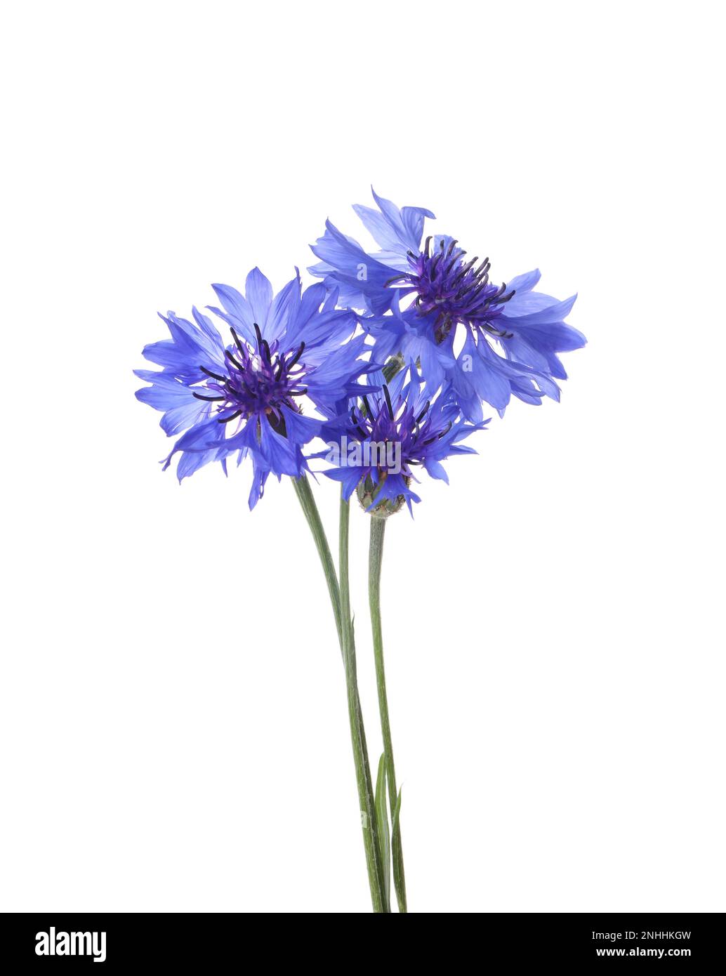 Beautiful light blue cornflowers isolated on white Stock Photo - Alamy