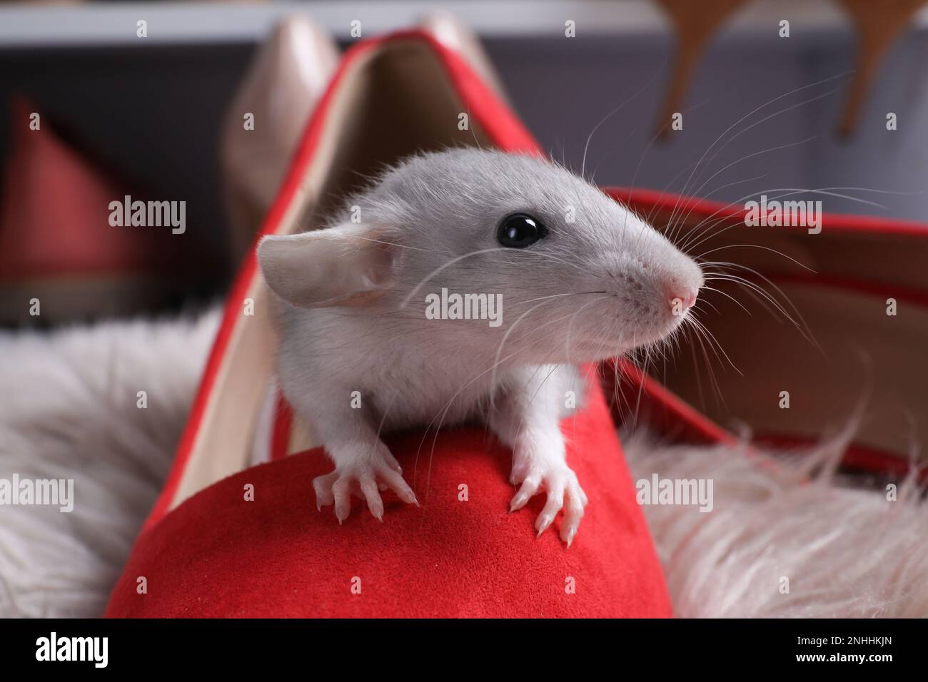 Cute grey rat in female shoe on fuzzy rug indoors, closeup Stock Photo ...