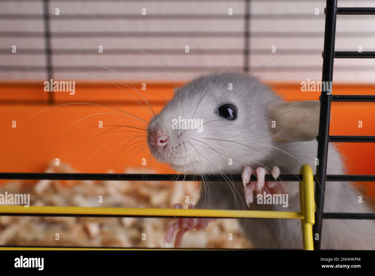 Escaping rat hi-res stock photography and images - Alamy