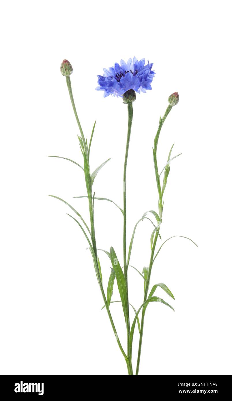 Beautiful blooming blue cornflower isolated on white Stock Photo - Alamy