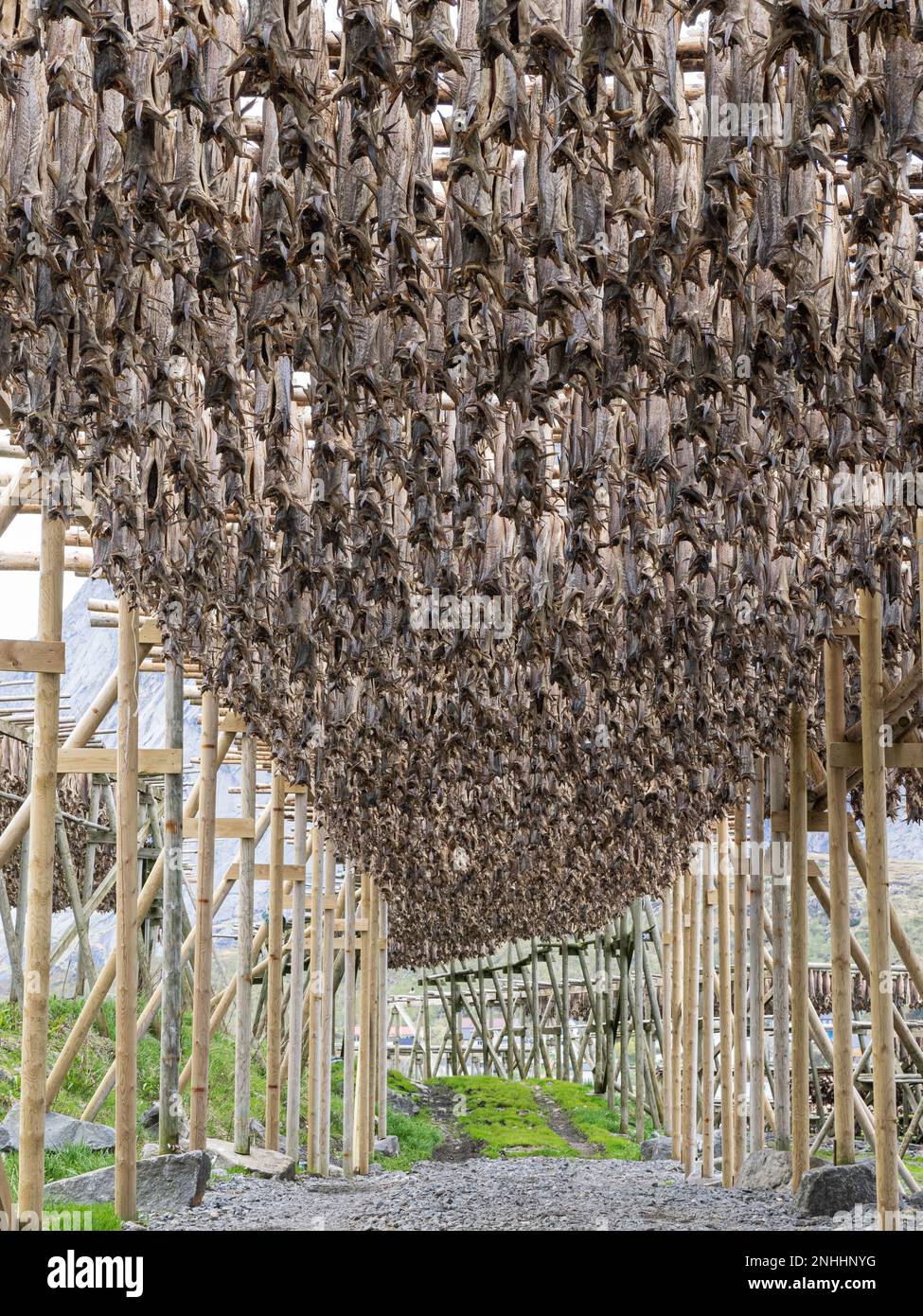 Cod drying on racks to become stockfish in the town of Reine ...