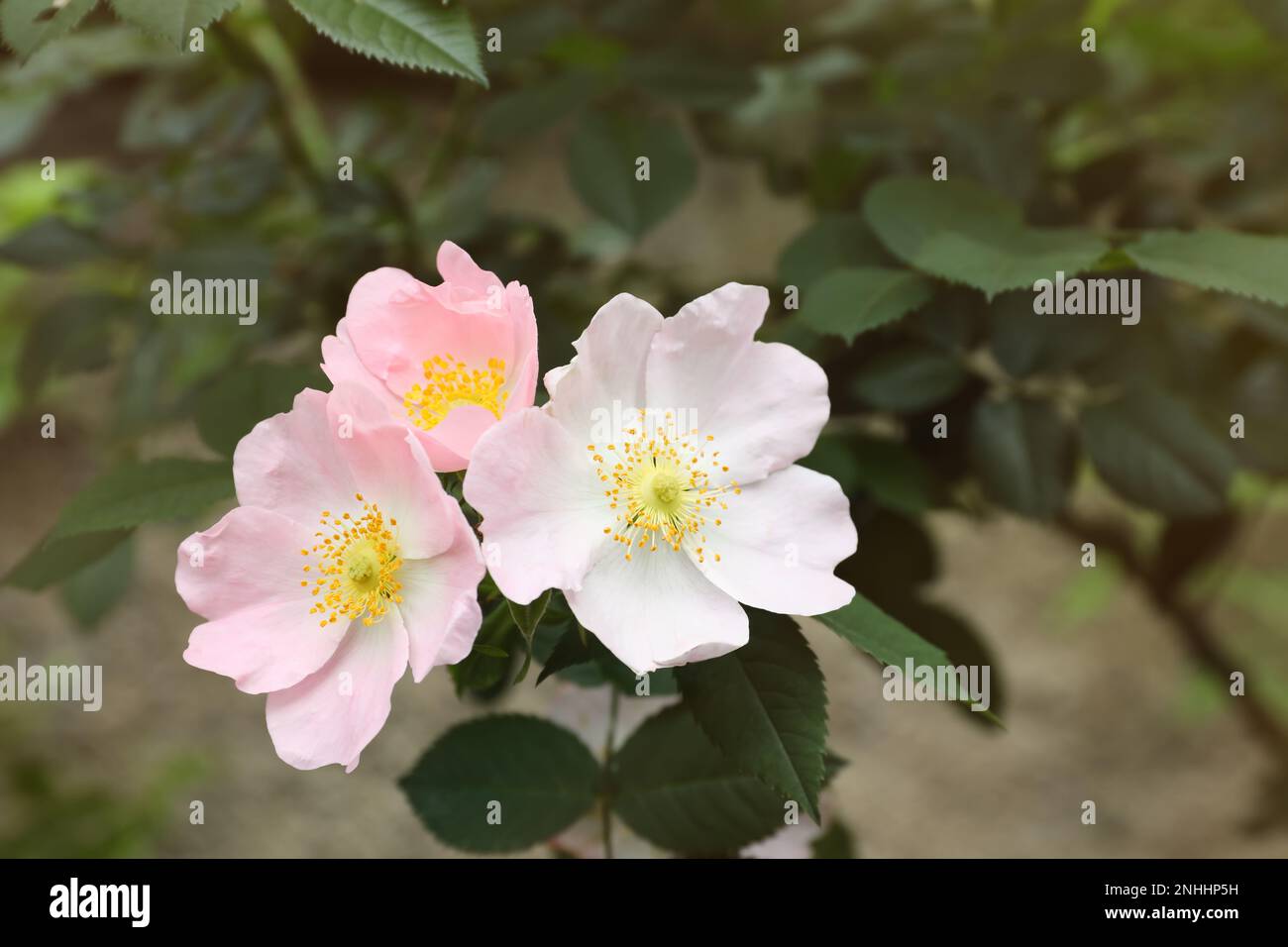 Briar branch pink flowers hi-res stock photography and images - Alamy