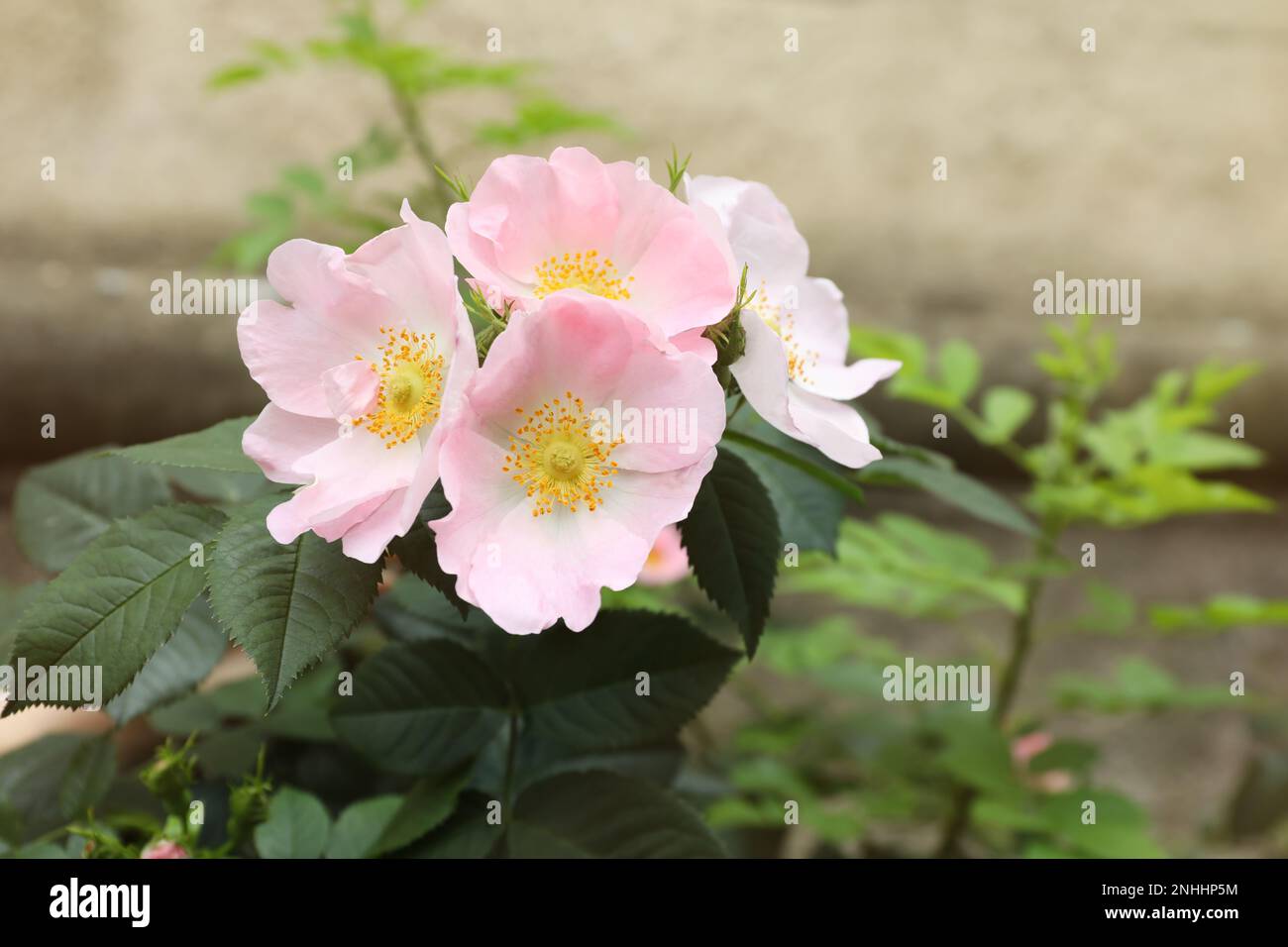 Briar branch pink flowers hi-res stock photography and images - Alamy