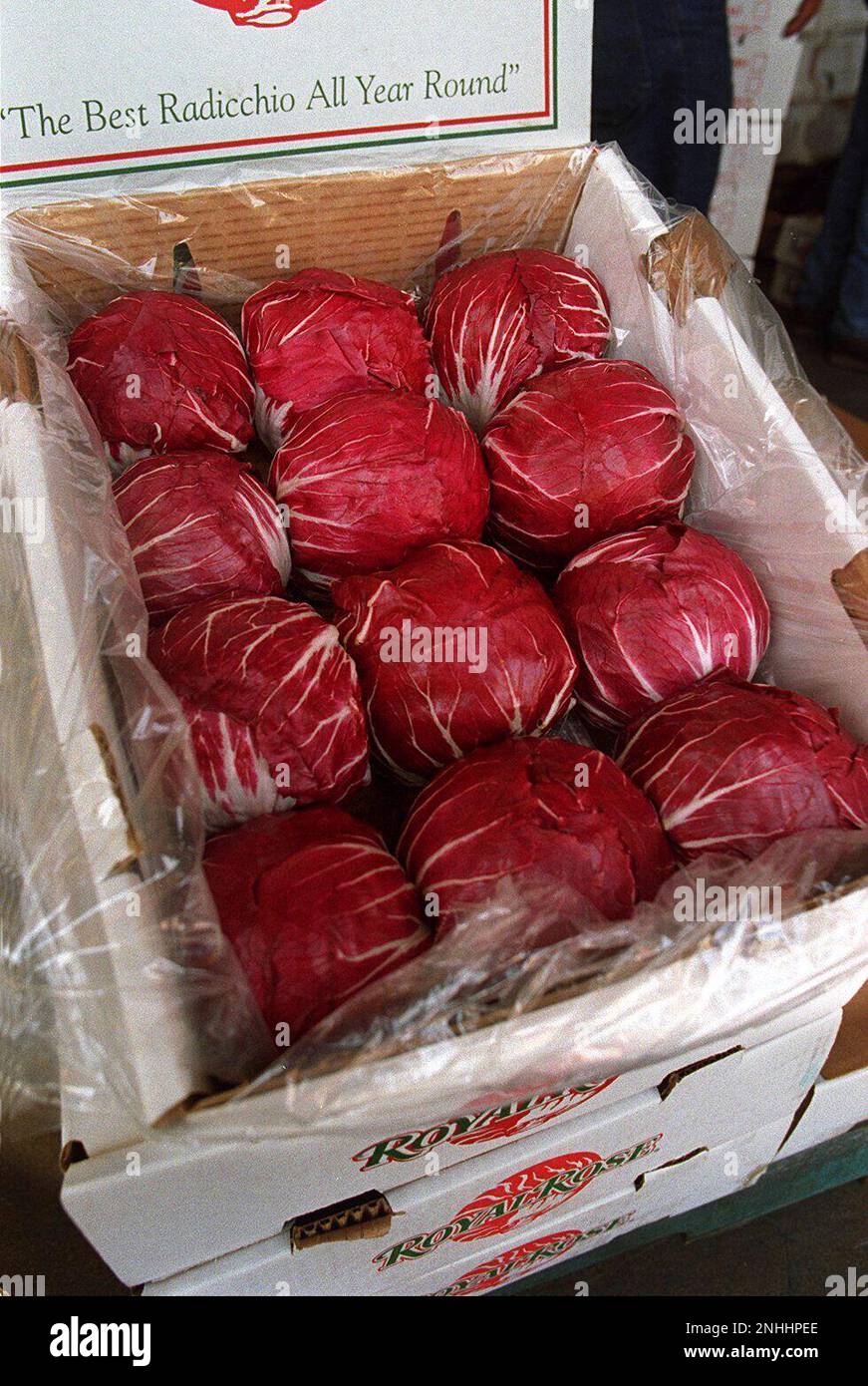 RADICCHIO4/C/23MAY96/FD/MACOR The ROYAL ROSE CO. grows radicchio ...