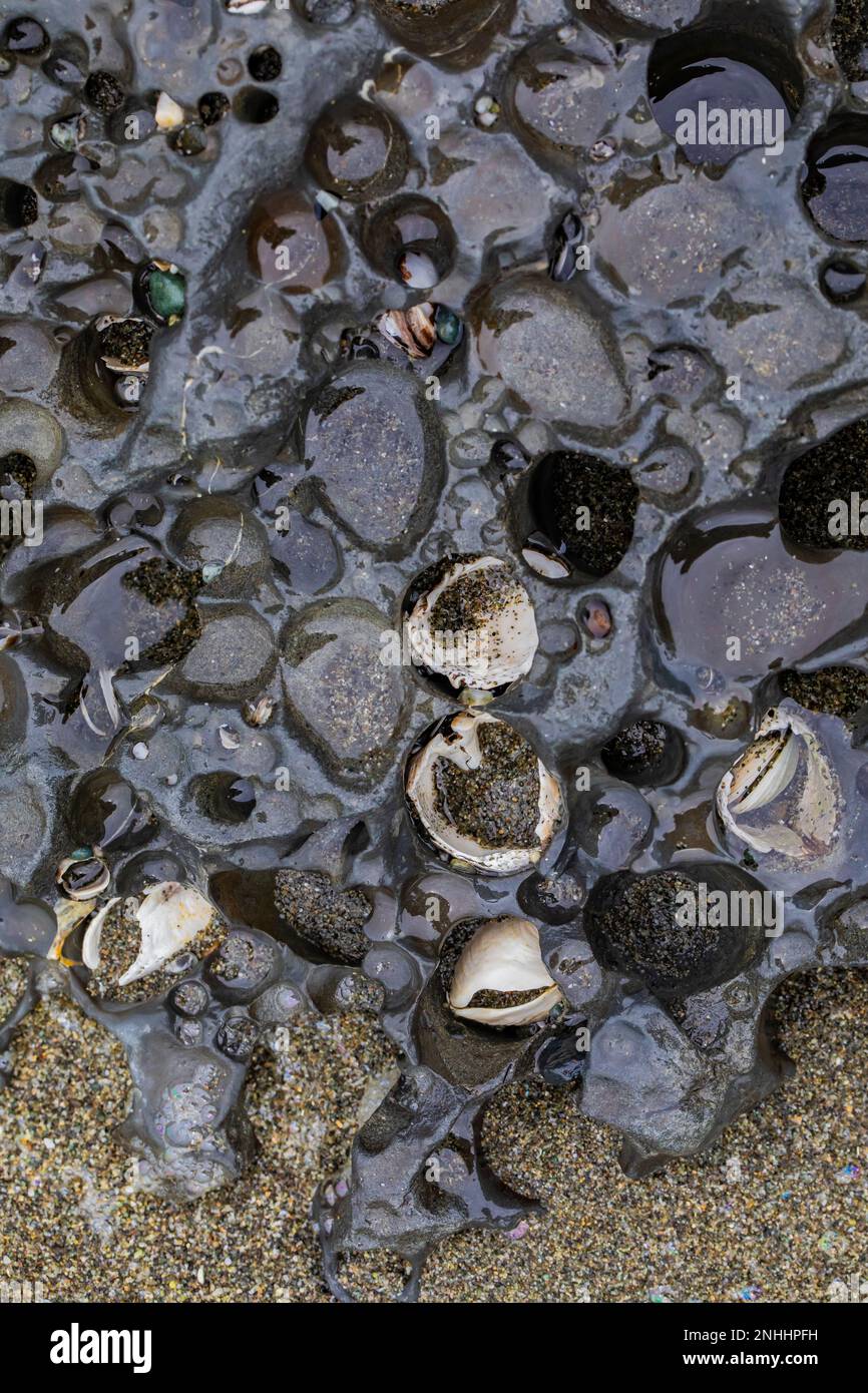 Rough Piddock, Zirfaea pilsbryi, borings into sedimentary rock on Shi ...