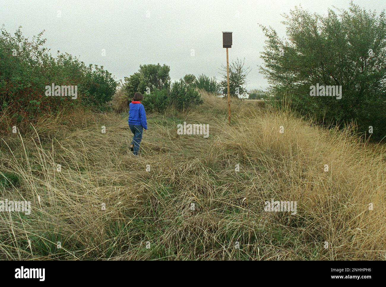 BATS 5/C/17NOV97/BU/MACOR Yolo County scientist trying to introduce ...