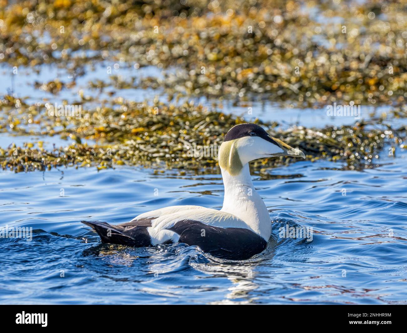 Adult male eider duck, Somateria mollissima, swimming on the island of ...