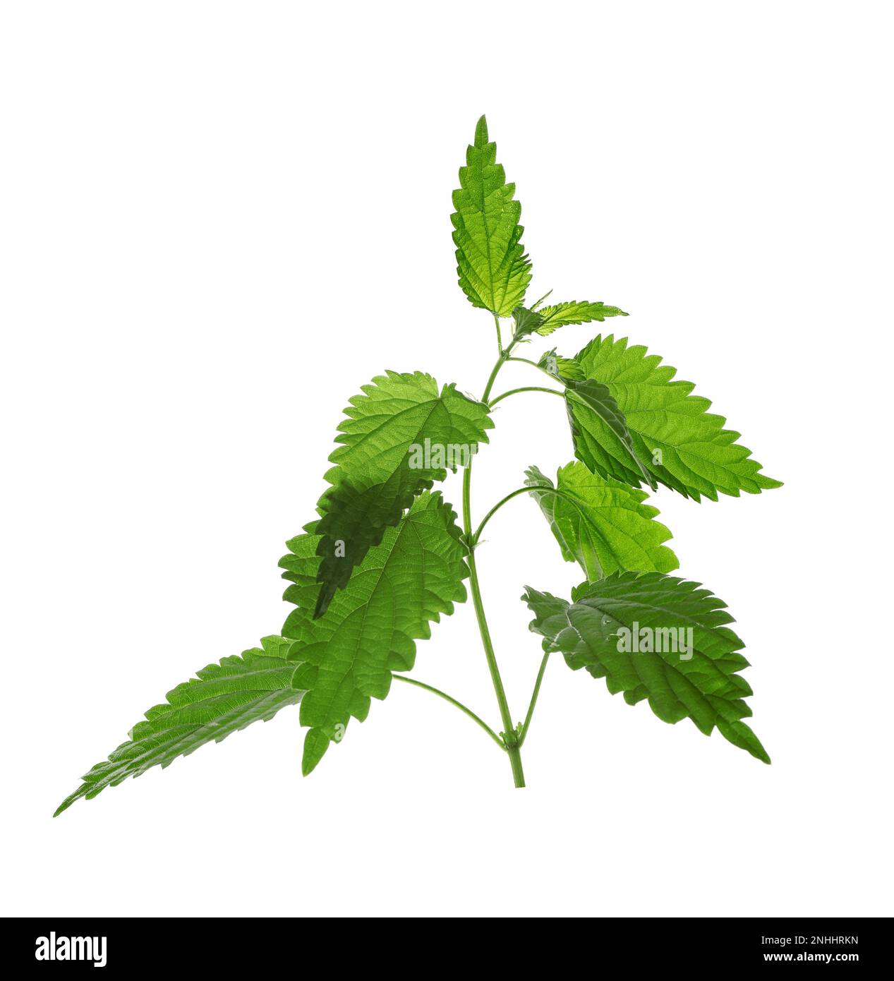 Fresh stinging nettle plant on white background Stock Photo - Alamy