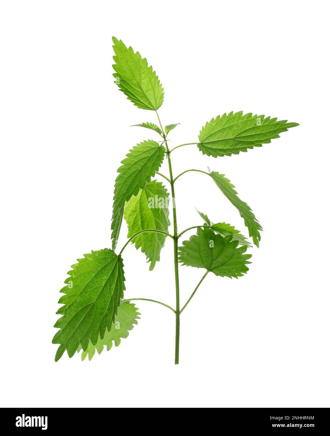 Fresh stinging nettle plant on white background Stock Photo - Alamy