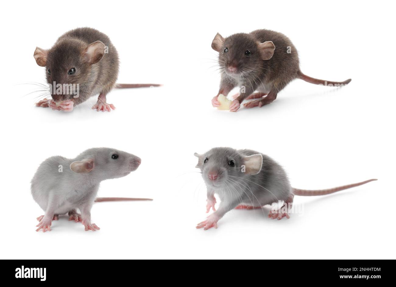 Set of cute little rats on white background Stock Photo - Alamy