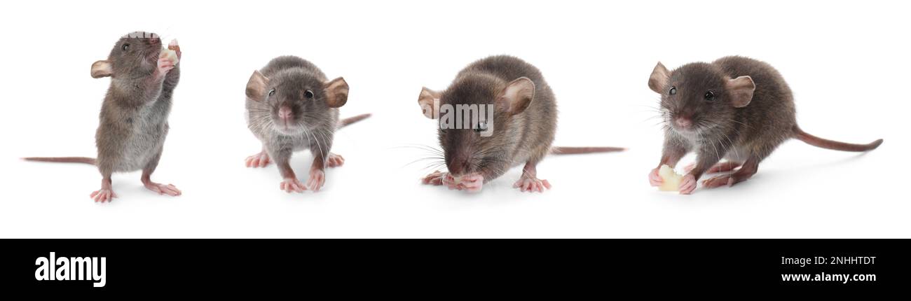 Set of cute little rats on white background. Banner design Stock Photo ...