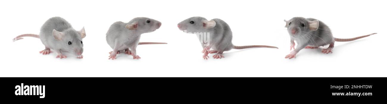 Set of cute little rats on white background. Banner design Stock Photo ...