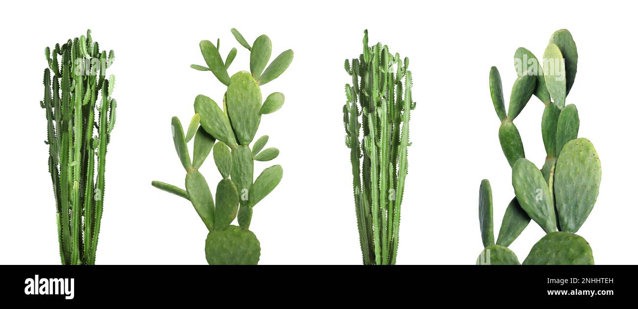Set with beautiful cactuses on white background. Banner design Stock ...