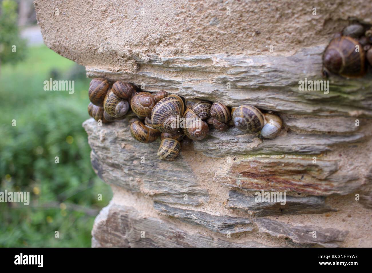 a group of snails living together in a wall Stock Photo - Alamy