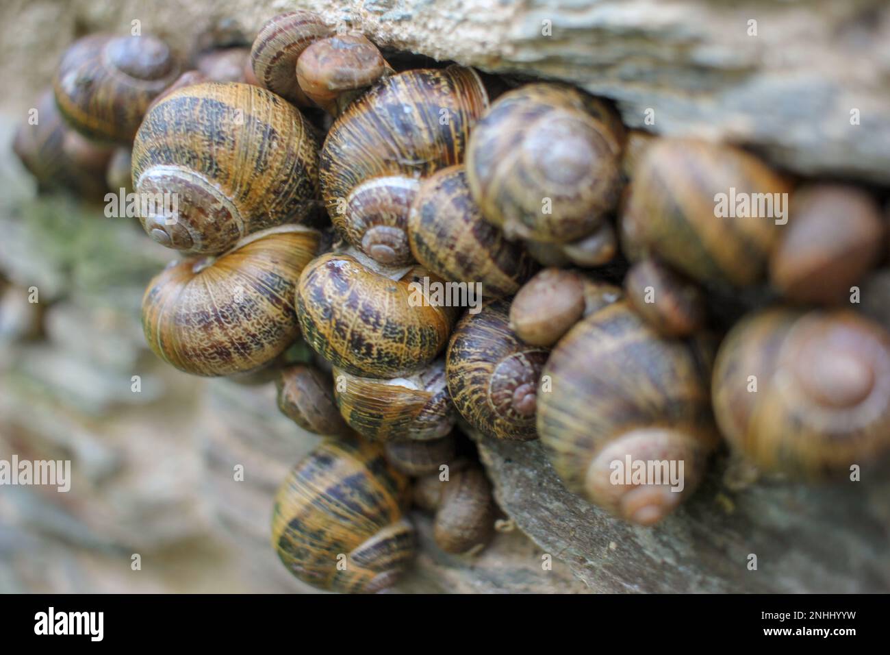 some snails in a wall made of stone Stock Photo - Alamy