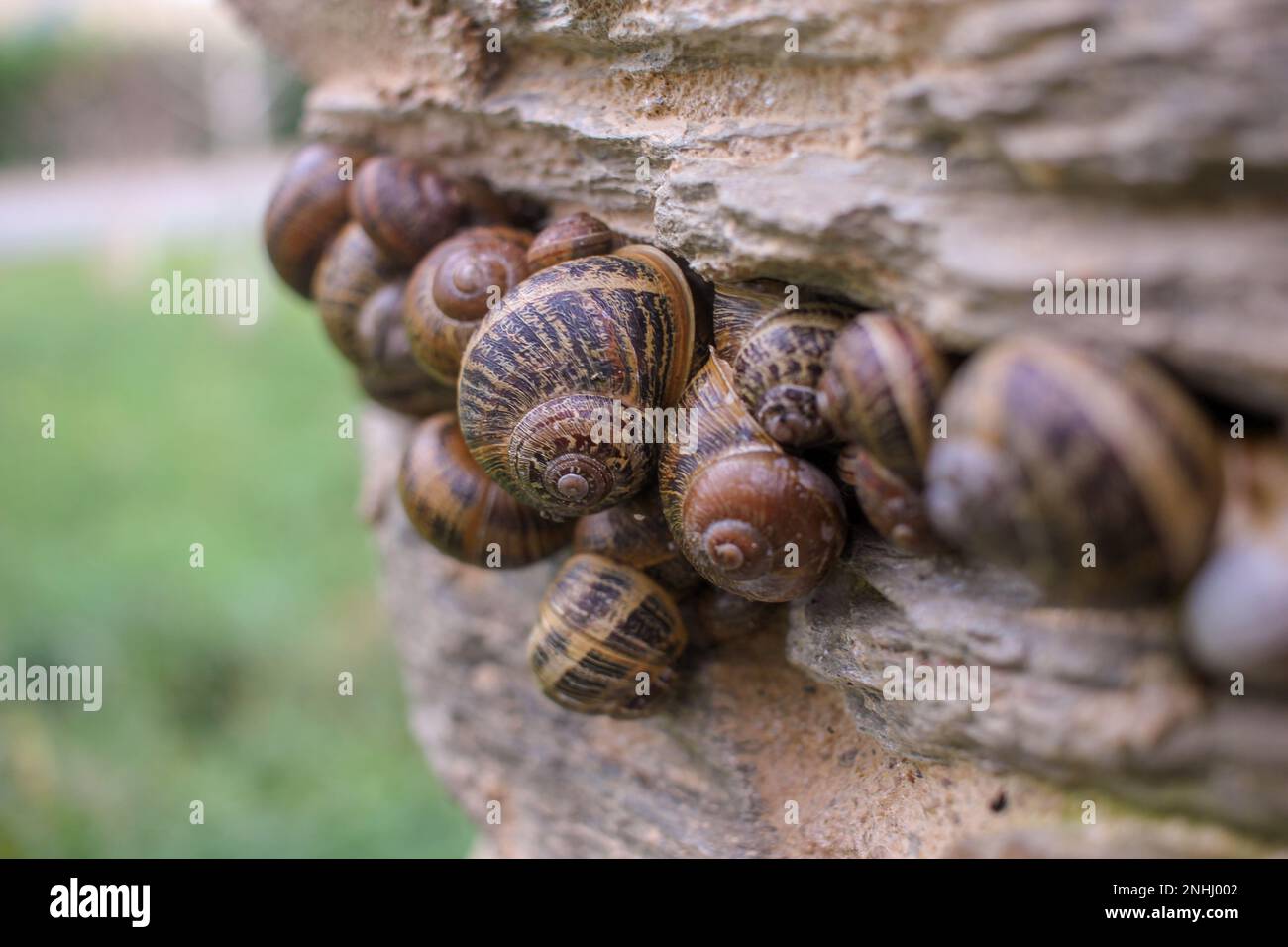 some snails living together in a wall in my garden Stock Photo - Alamy