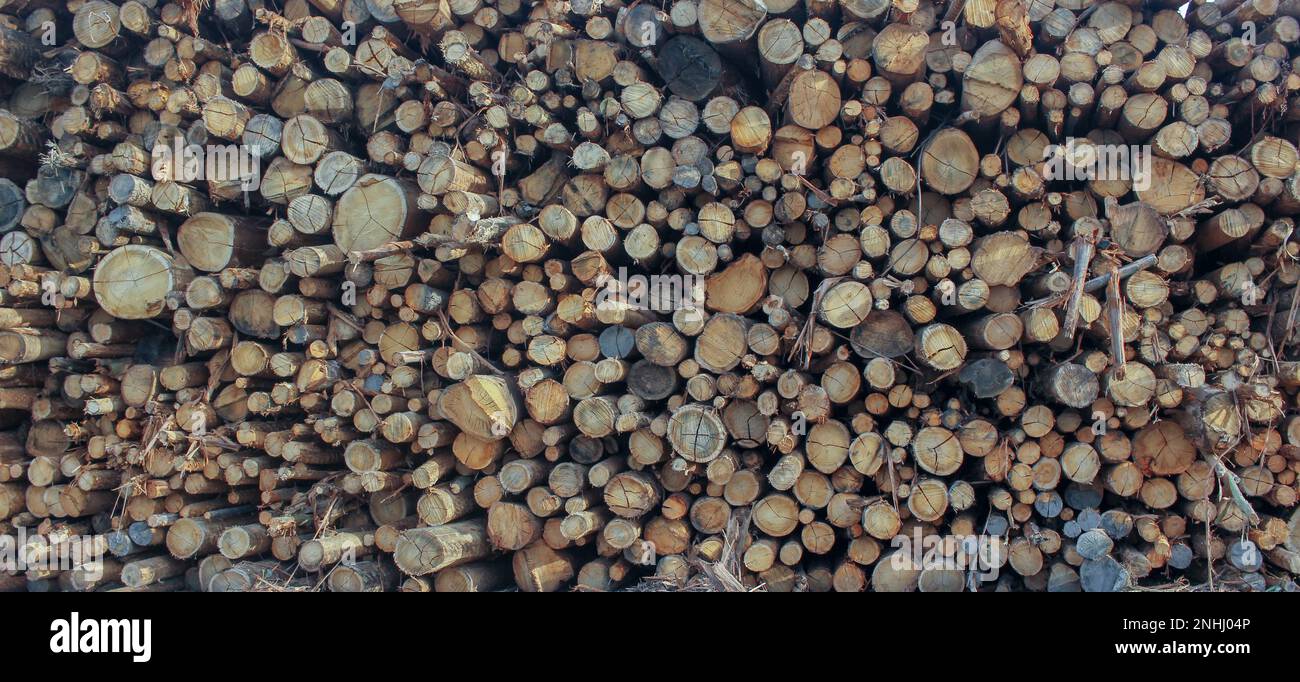 wooden logs stacked together before being loaded on a cargo Stock Photo ...
