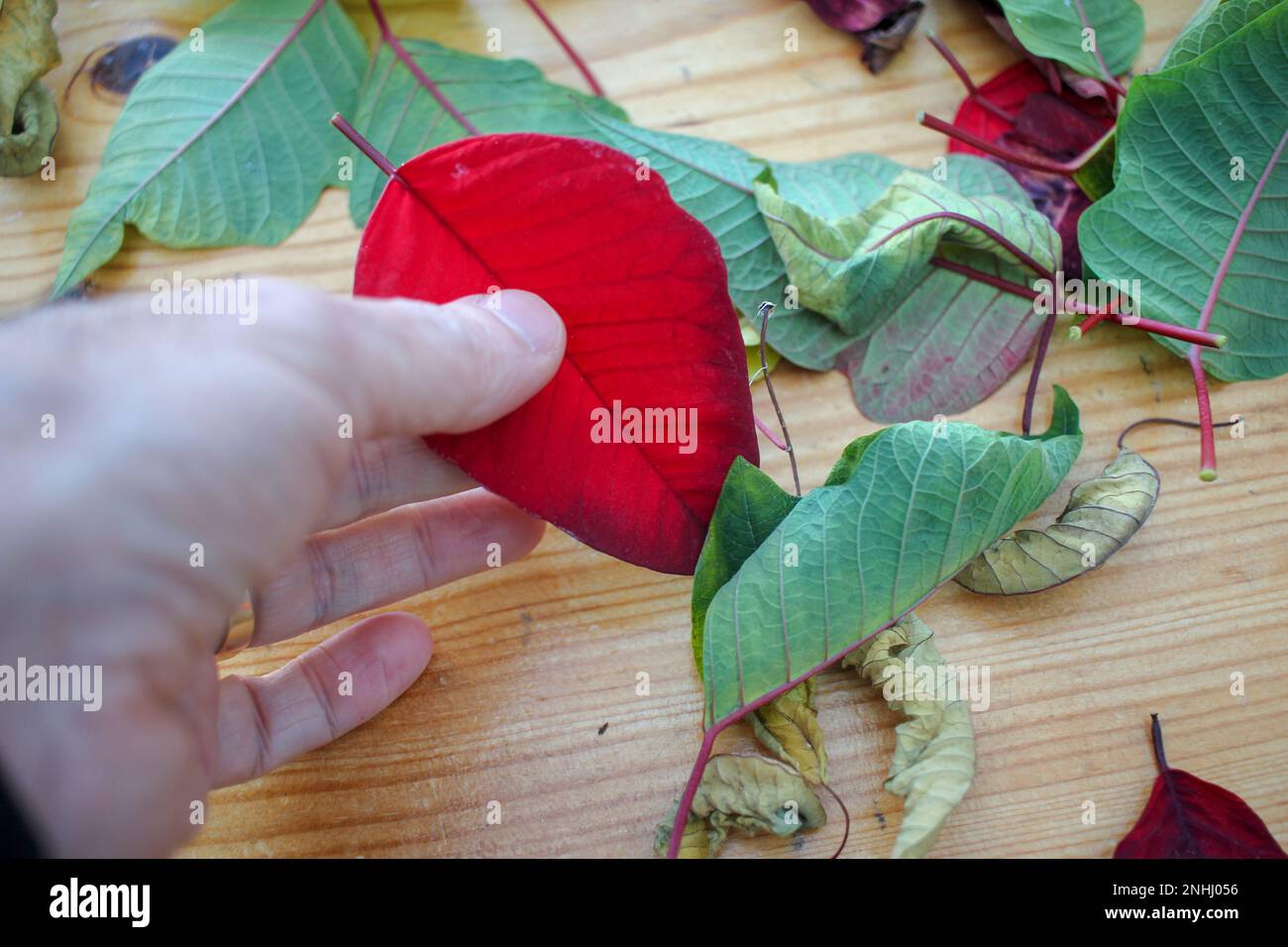 Hand touching green tree leaves hi-res stock photography and images - Alamy
