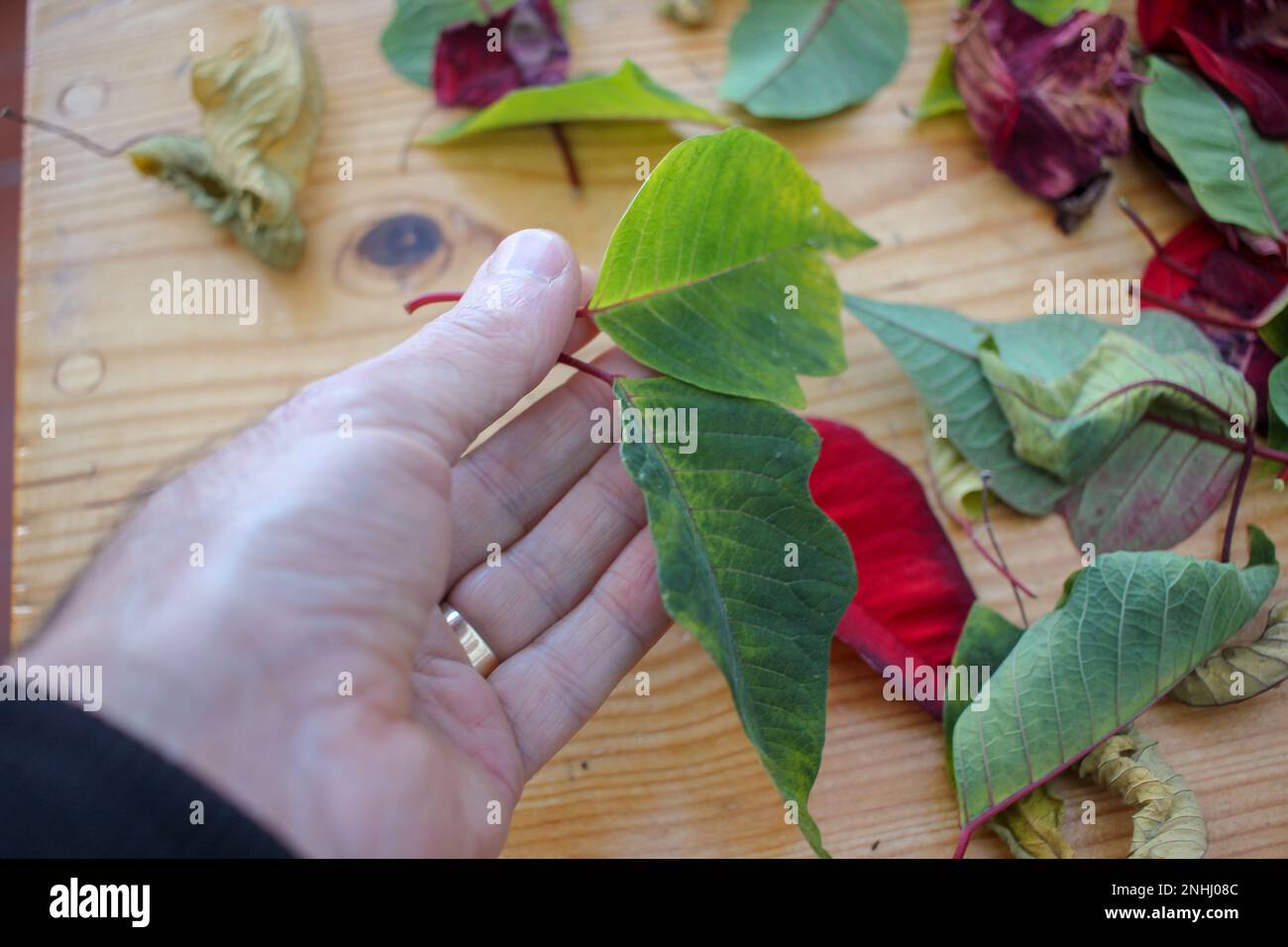 Hand touching green tree leaves hi-res stock photography and images - Alamy