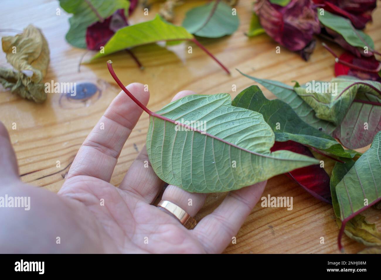 Destroyed leaf hi-res stock photography and images - Alamy