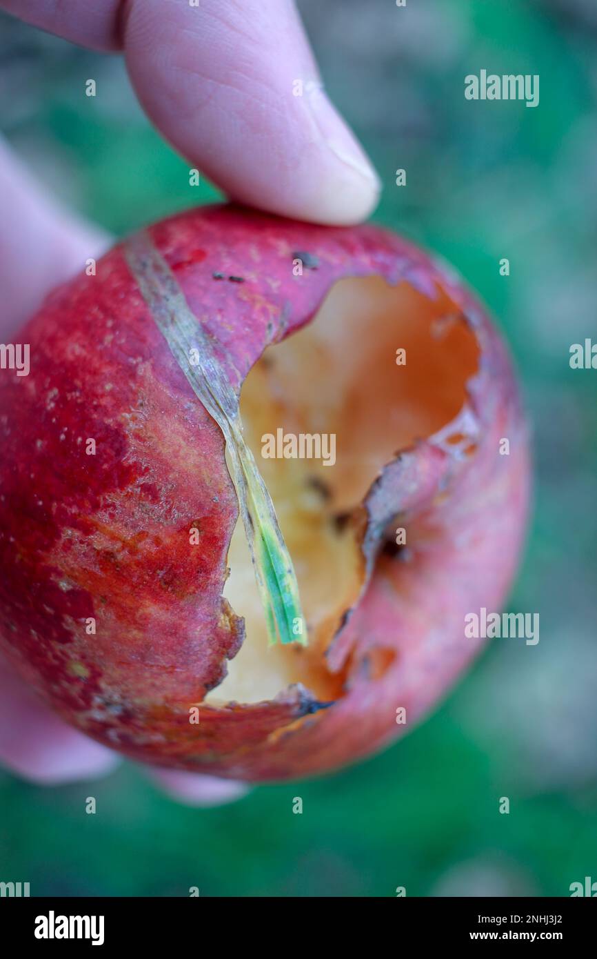Half of a rotten apple hi-res stock photography and images - Alamy