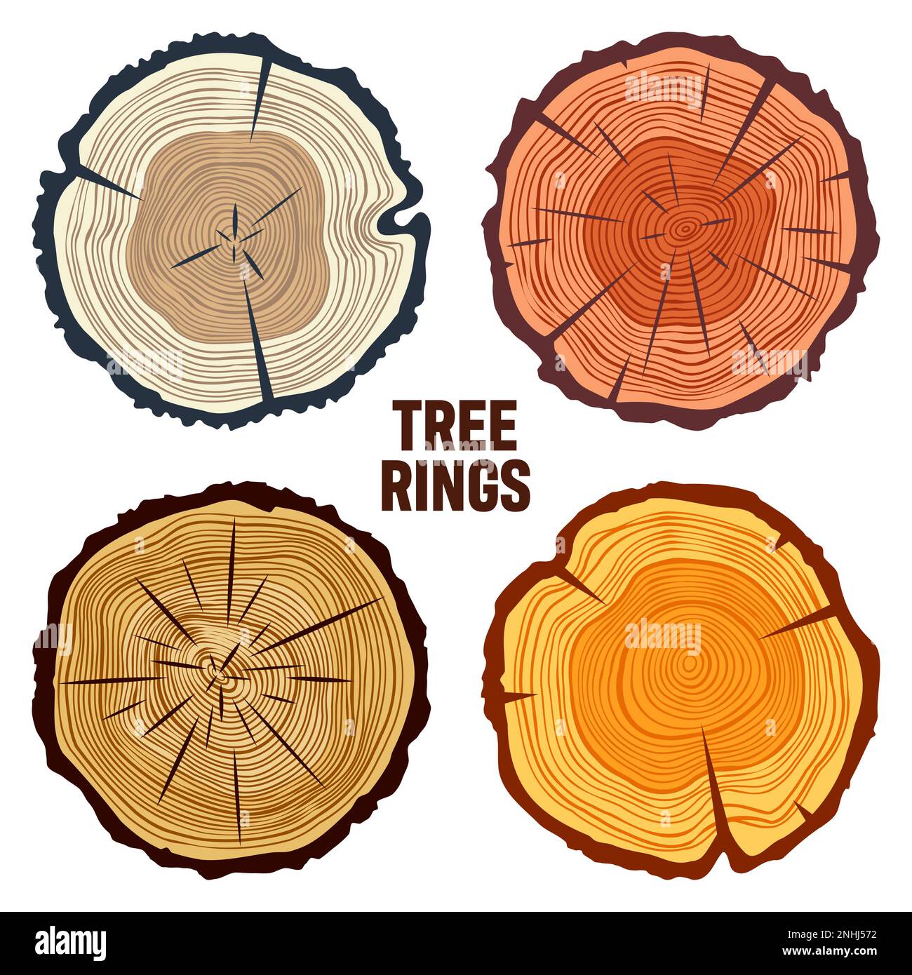Round colorful tree trunk cuts, sawn pine or oak slices, lumber. Saw ...