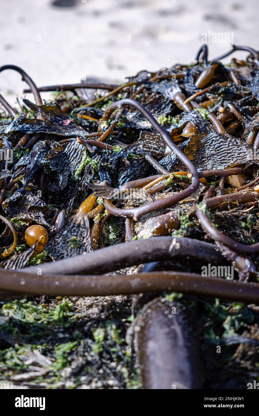 Bull Kelp washed up on the beach in Monterey CA Stock Photo - Alamy