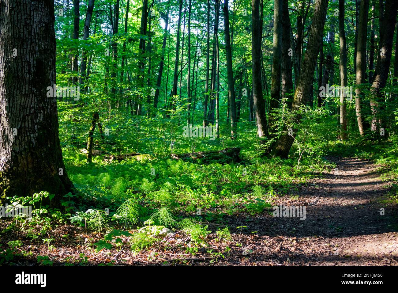 Forest landscape with bright green vegetation and path between trees in ...
