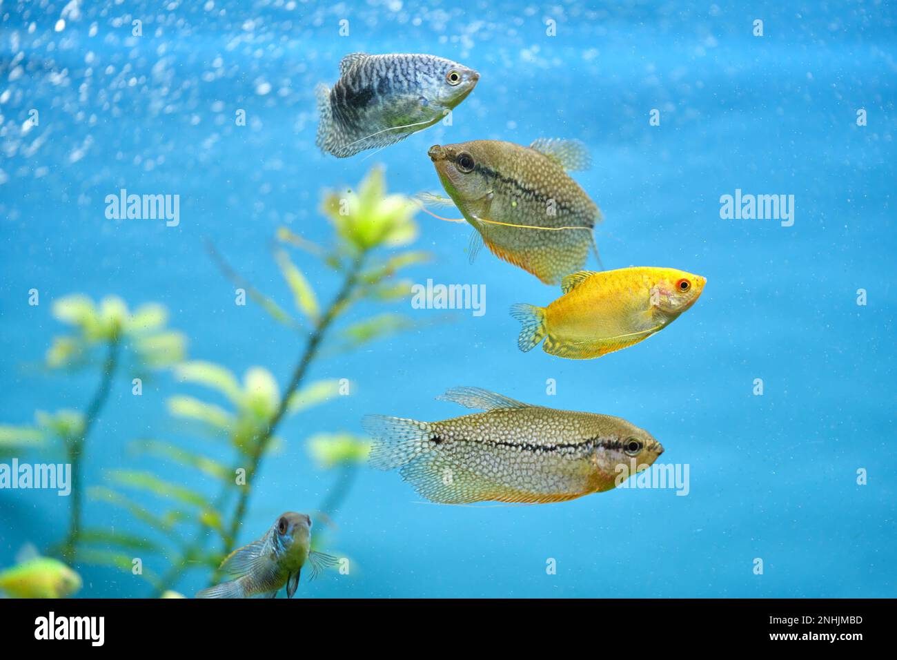 Colorful exotic fish swimming in deep blue water aquarium with green ...