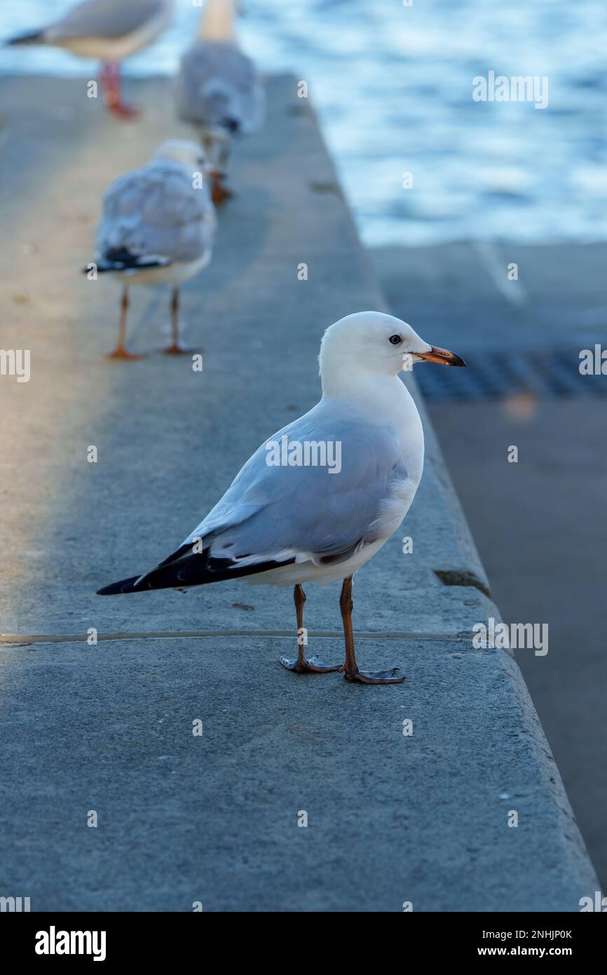 Immature silver gull hi-res stock photography and images - Alamy
