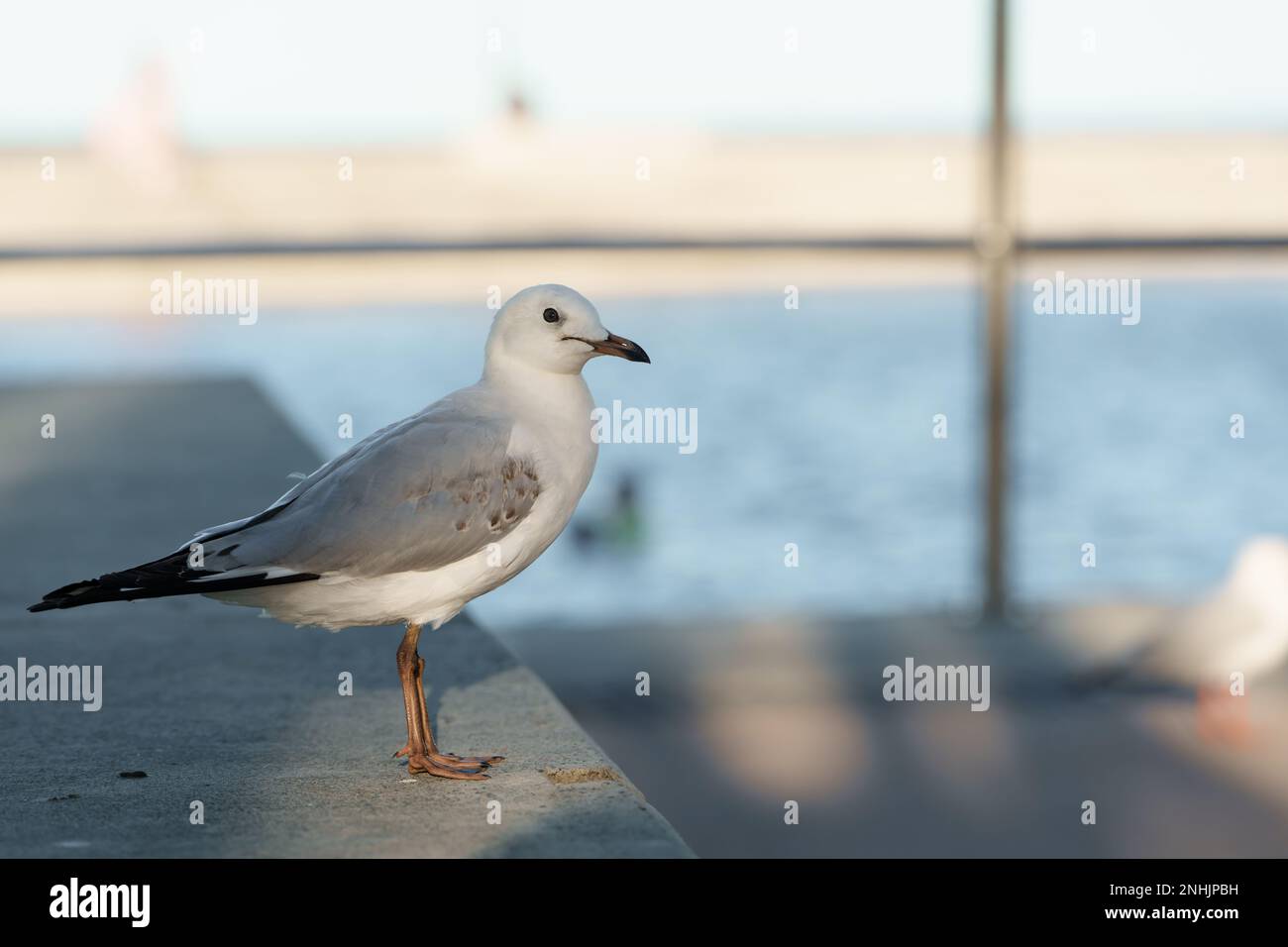 Immature silver gull hi-res stock photography and images - Alamy