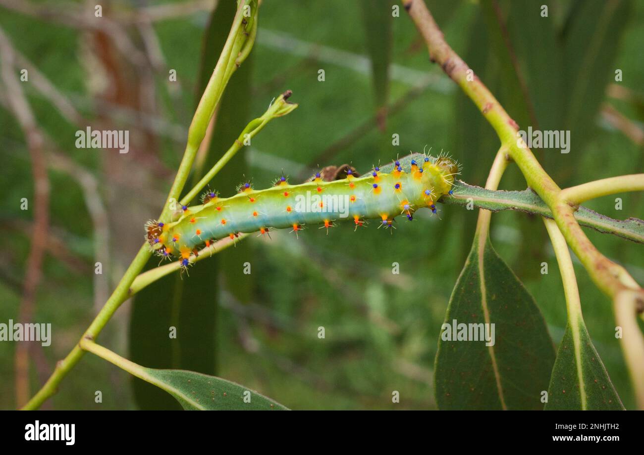 Emperor gum moth caterpillar Opodiphthera eucalypti feeding on eucalyptus leaves Stock Photo - Alamy