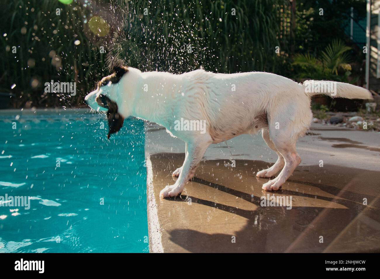 Jack russell shaking off water hi-res stock photography and images - Alamy