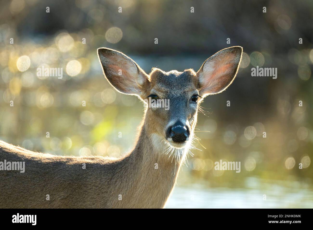Key Deer in natural habitat in Florida state park Stock Photo - Alamy