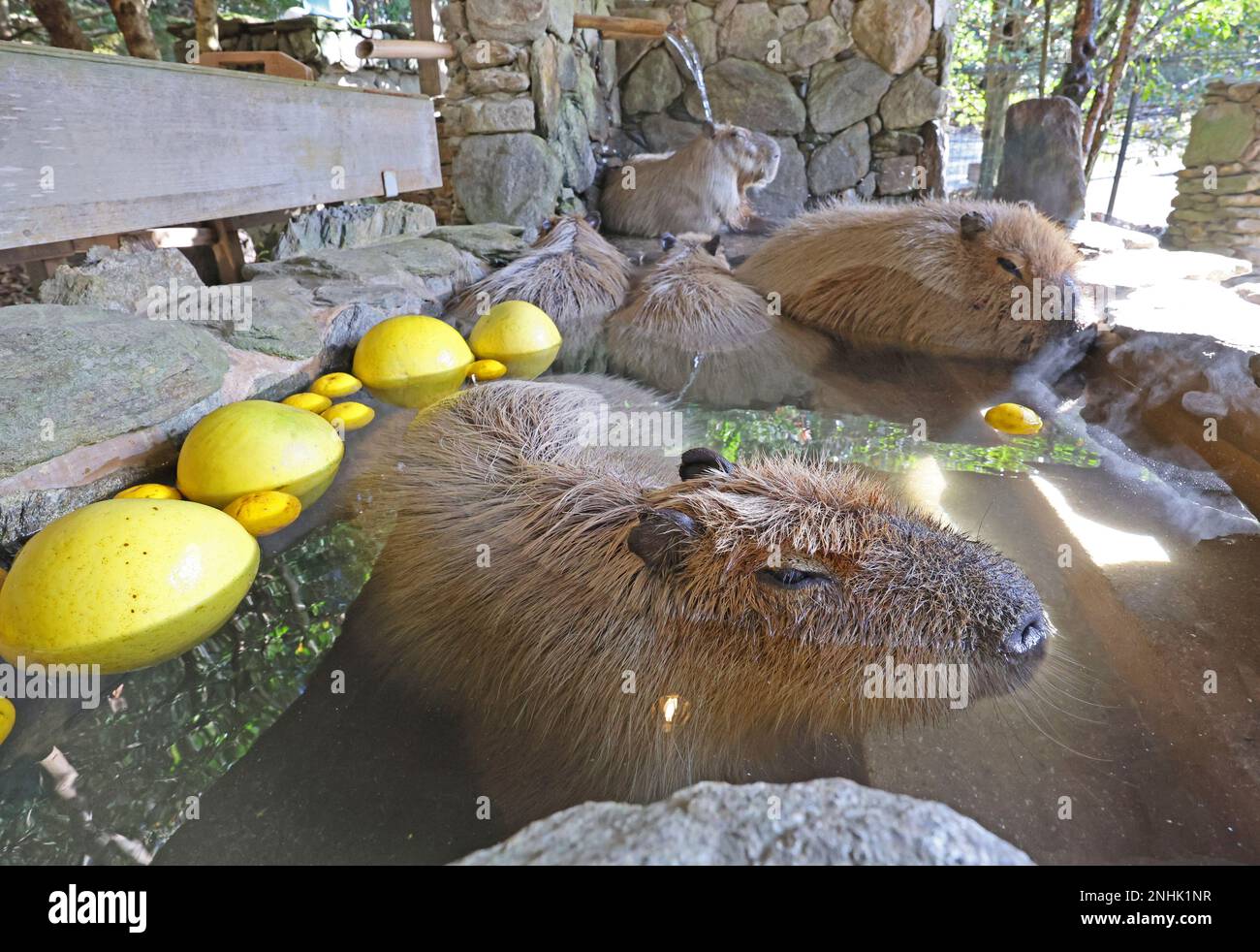 Capybaras relax to take a hot spring citrus bath at Nagasaki BIO Park ...