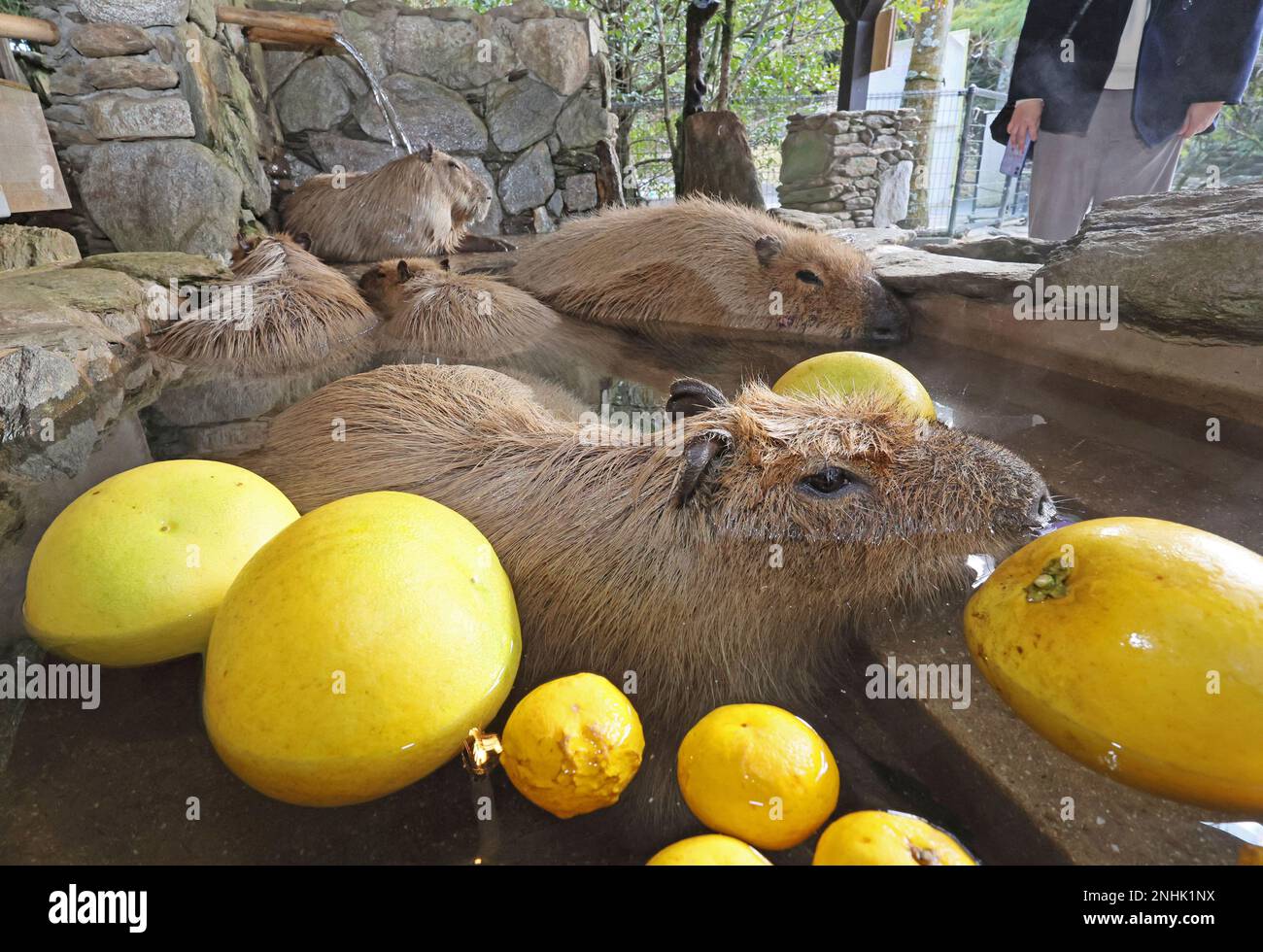 Capybaras relax to take a hot spring citrus bath at Nagasaki BIO Park ...