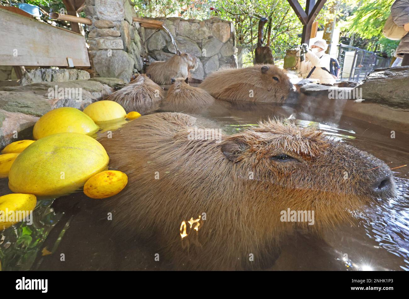 Capybaras relax to take a hot spring citrus bath at Nagasaki BIO Park ...