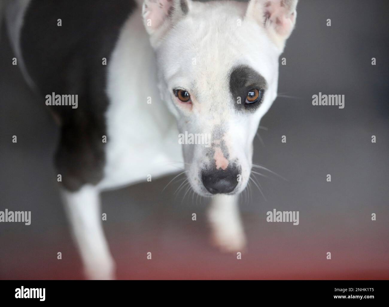 A dig rest in a pen as they are prepared for upcoming the cold weather ...