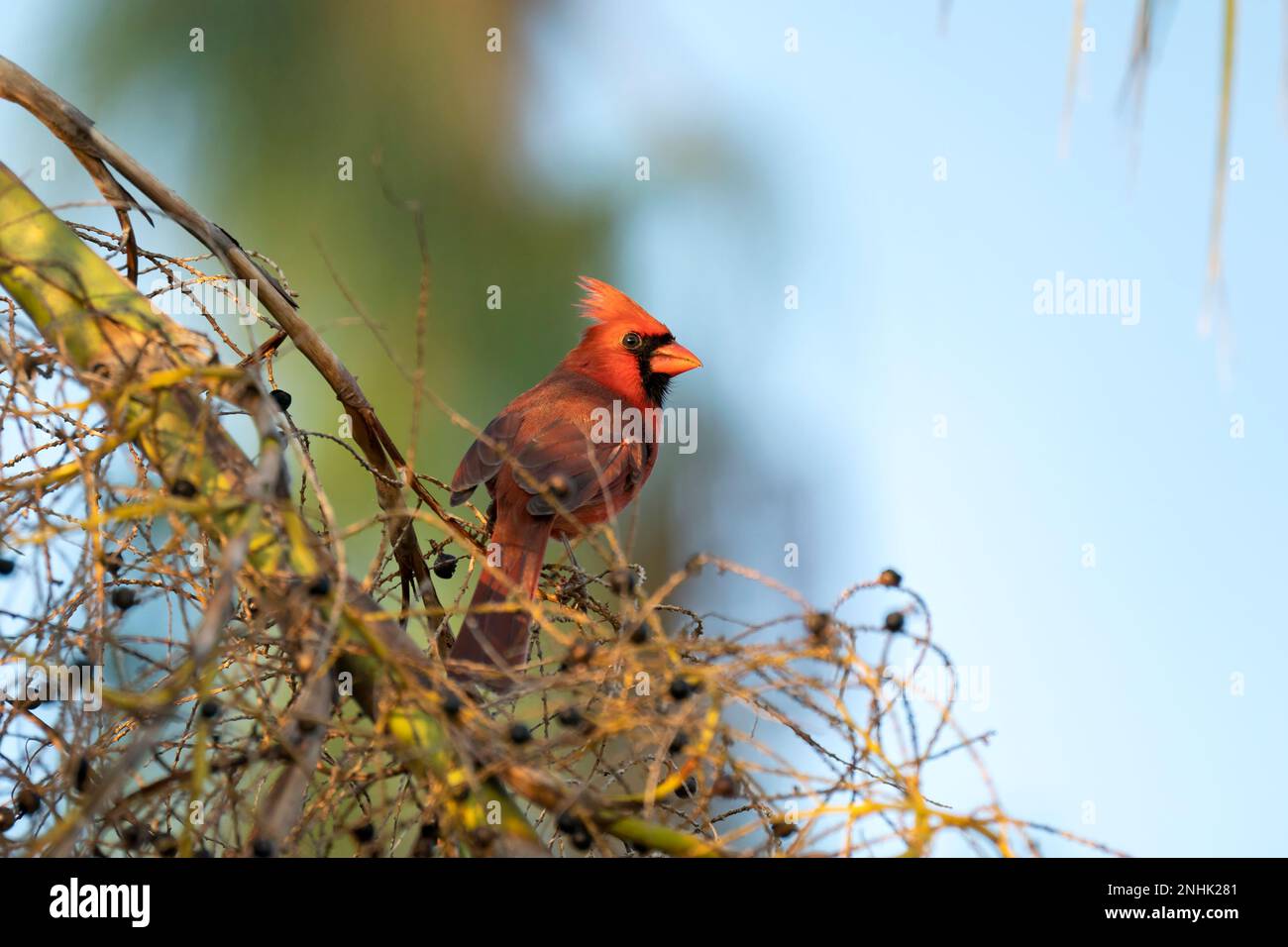 Northern cardinal bird (Cardinalis cardinalis) perched on a tree branch ...