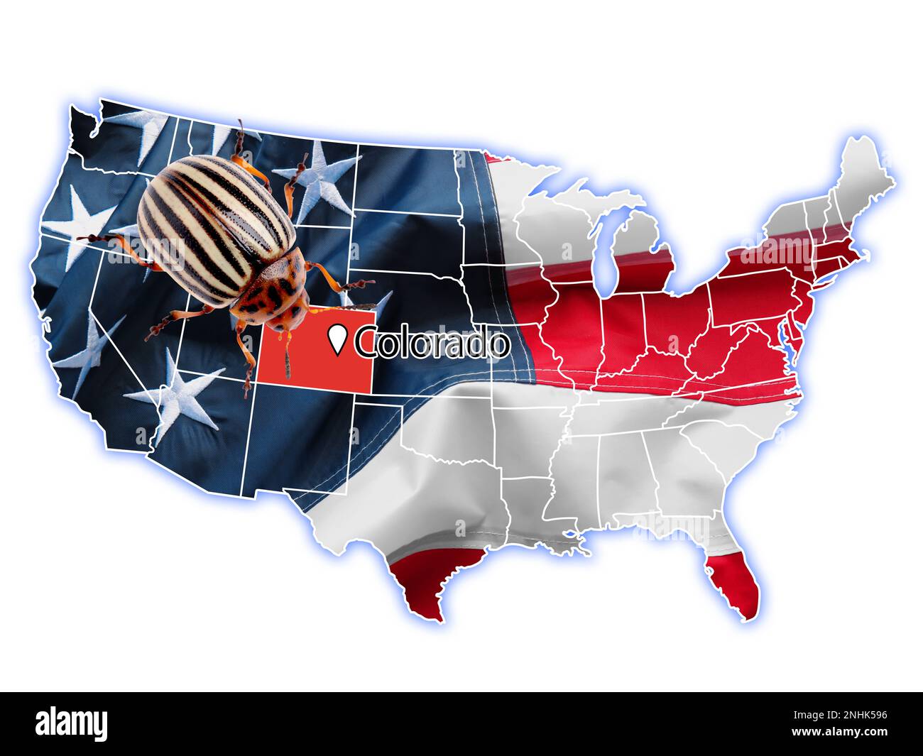 USA map with marked state of Colorado and potato beetle on white ...