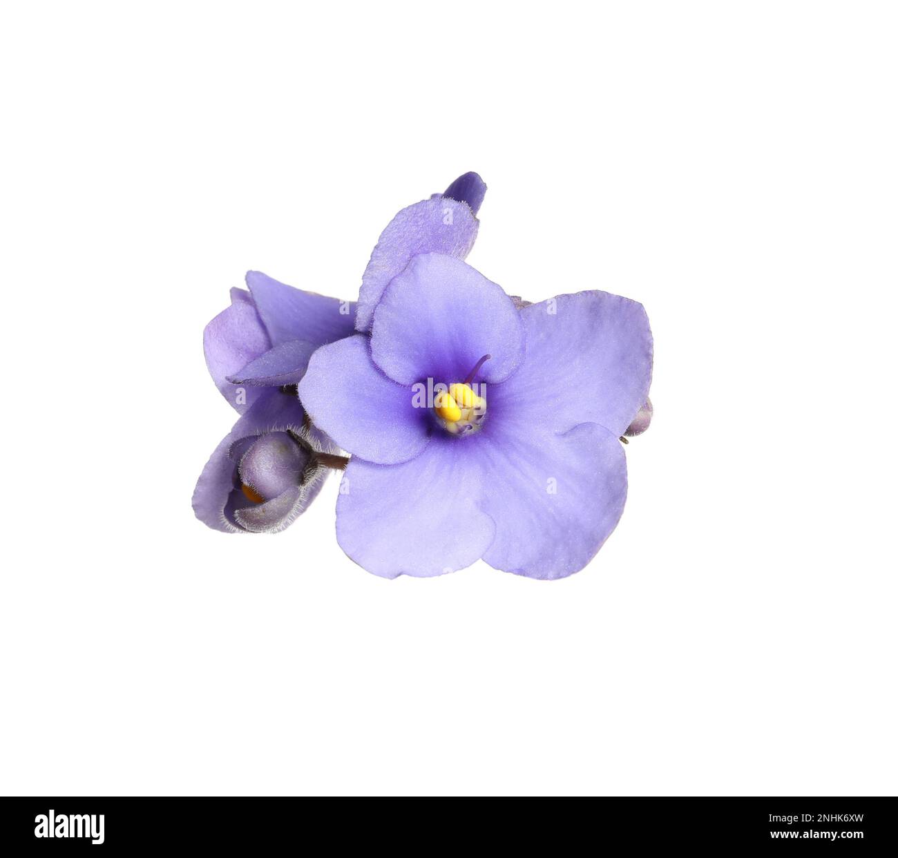 Purple flowers of violet plant isolated on white Stock Photo - Alamy