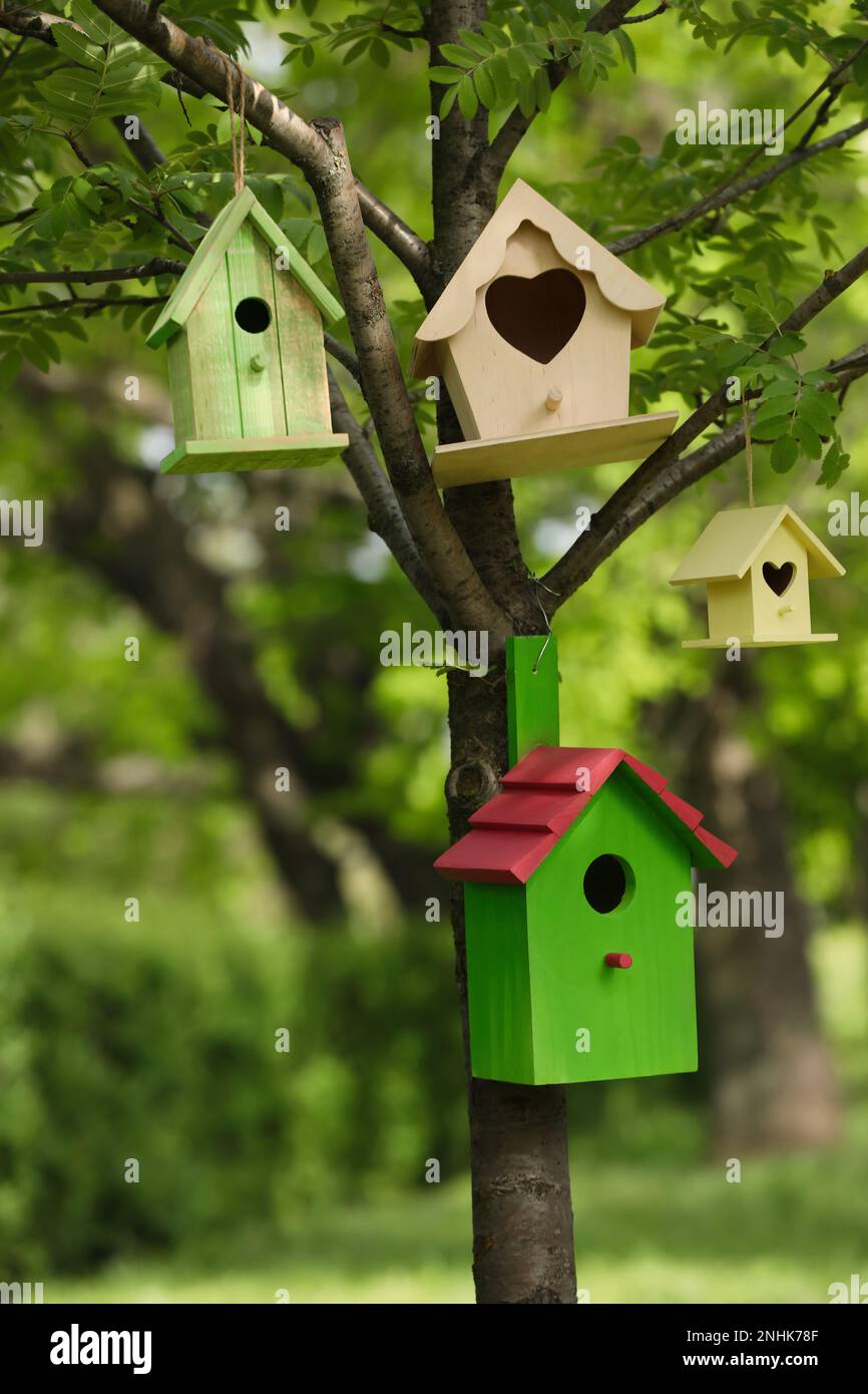 Different colorful bird houses on tree outdoors Stock Photo - Alamy