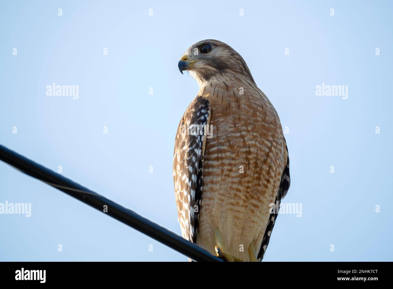 The red-shouldered hawk bird perching on electric cable looking for ...