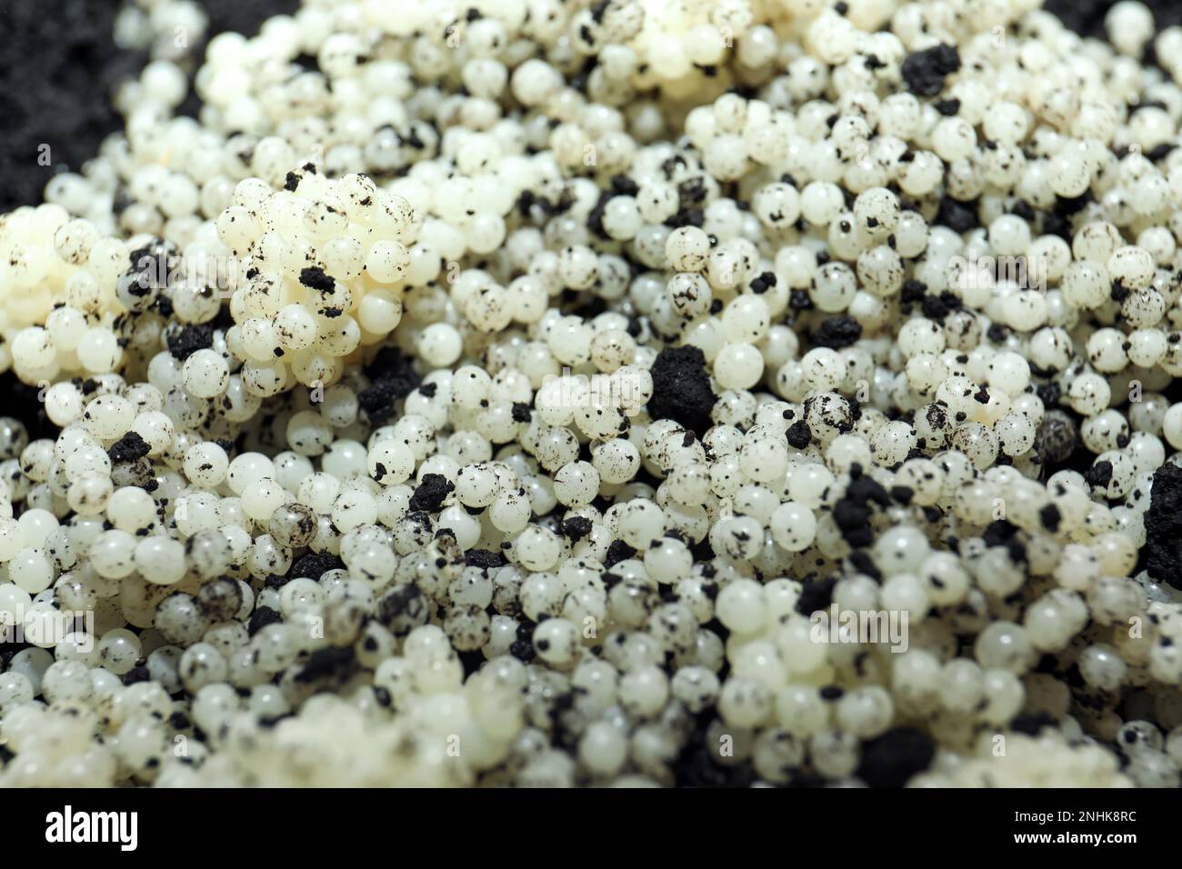 Baby snails eggs hi-res stock photography and images - Alamy