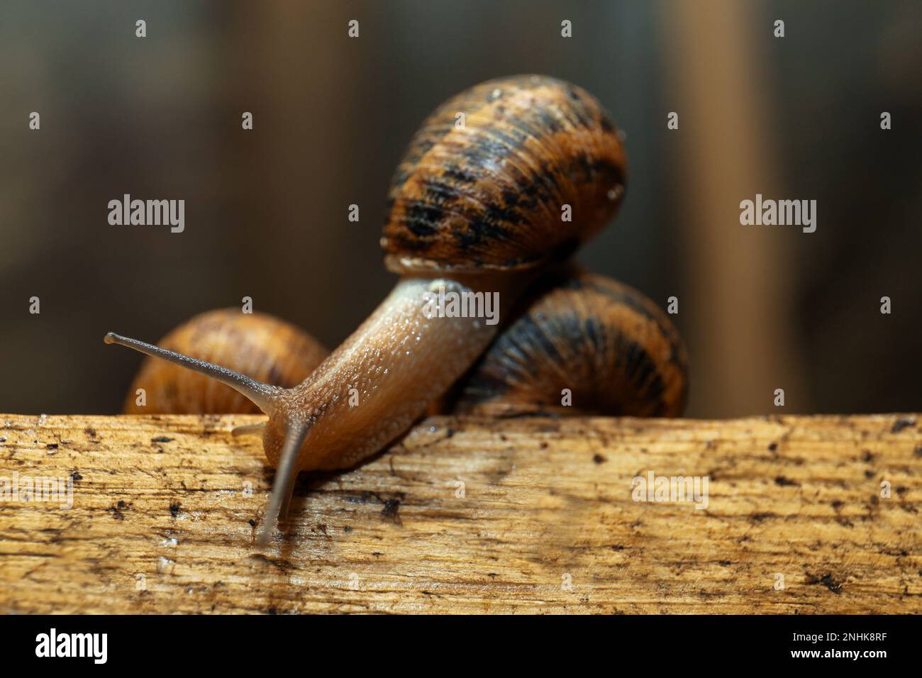 Common wooden stand hi-res stock photography and images - Alamy