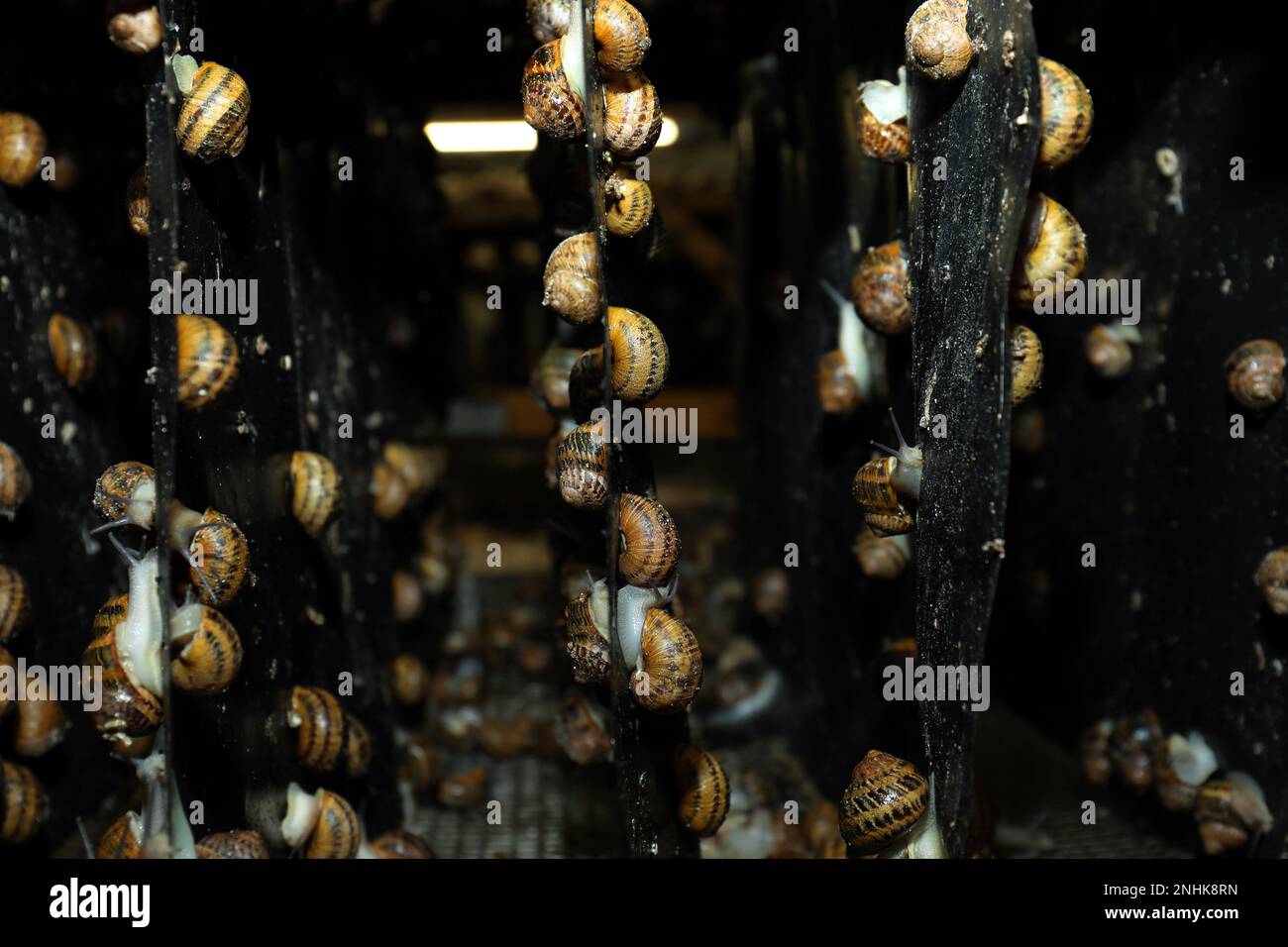 Many snails crawling on black walls indoors Stock Photo - Alamy
