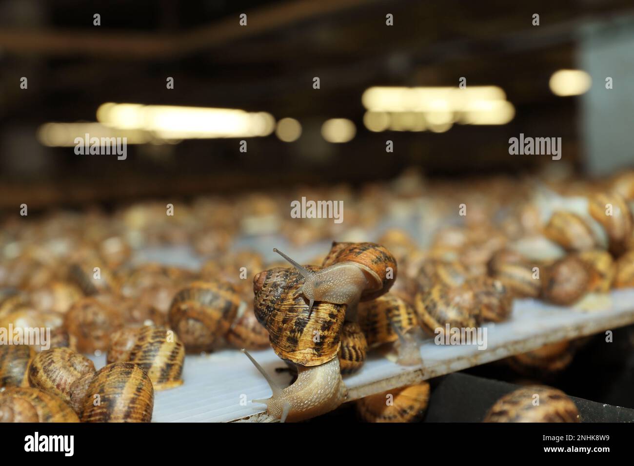Crawling text hi-res stock photography and images - Alamy